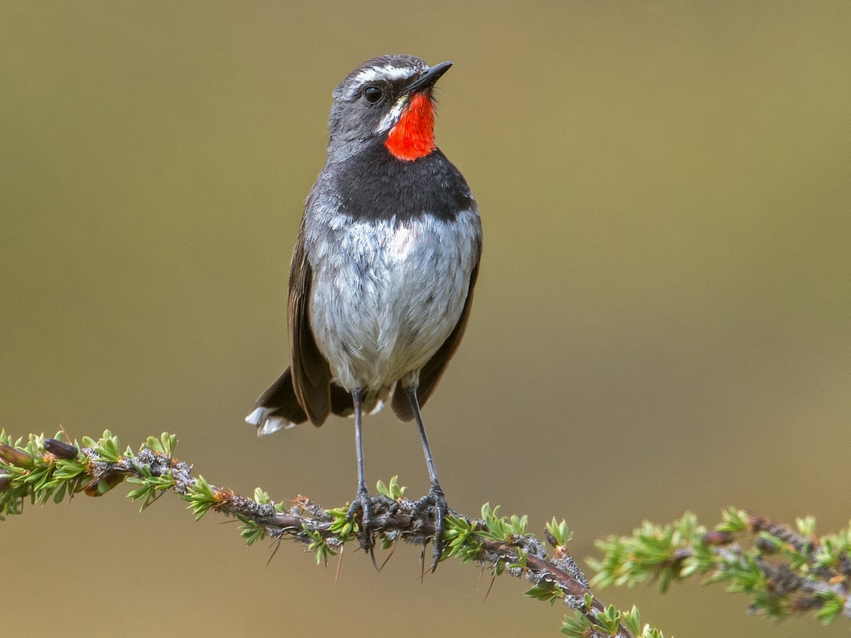 Chinese Rubythroat - Calliope tschebaiewi - Birds of the World