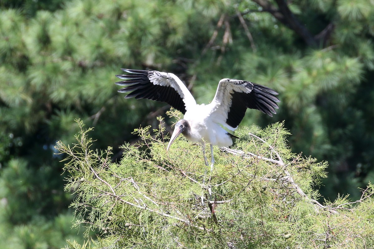 eBird Checklist - 27 Jul 2022 - Cypress Wetlands - 32 species