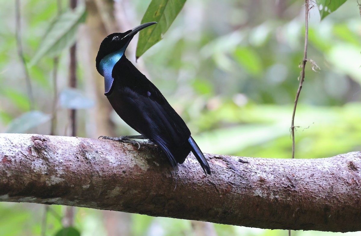 ML477590001 Magnificent Riflebird Macaulay Library