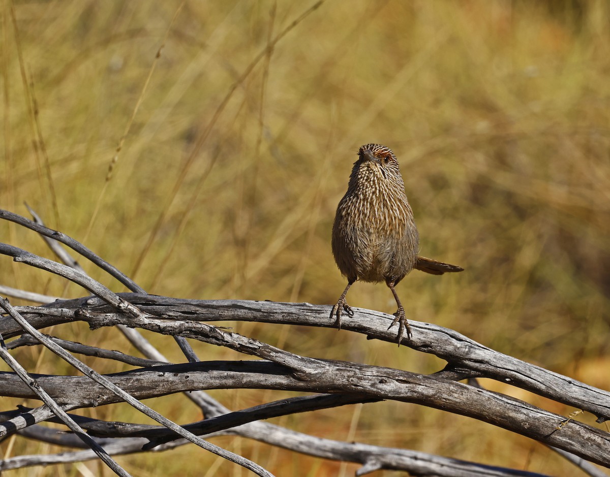 eBird Checklist - 23 Aug 2022 - Pamela Street Water Tanks, Mt Isa - 23 ...