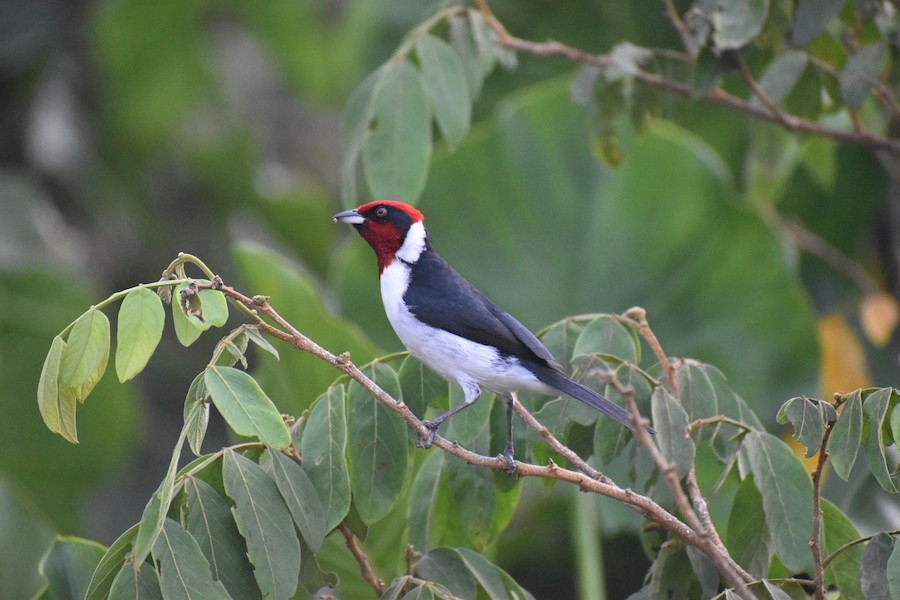 Masked/Red-capped Cardinal - eBird