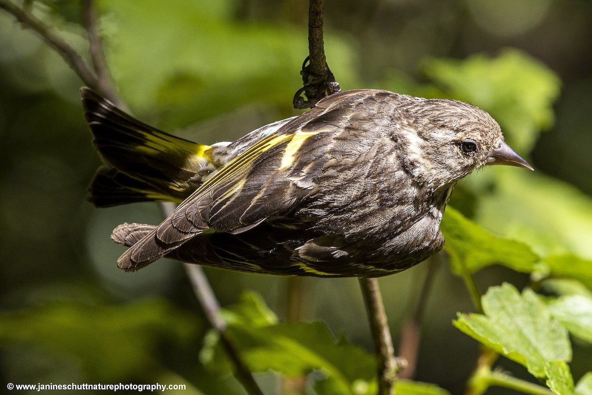 ML477606921 - Pine Siskin - Macaulay Library