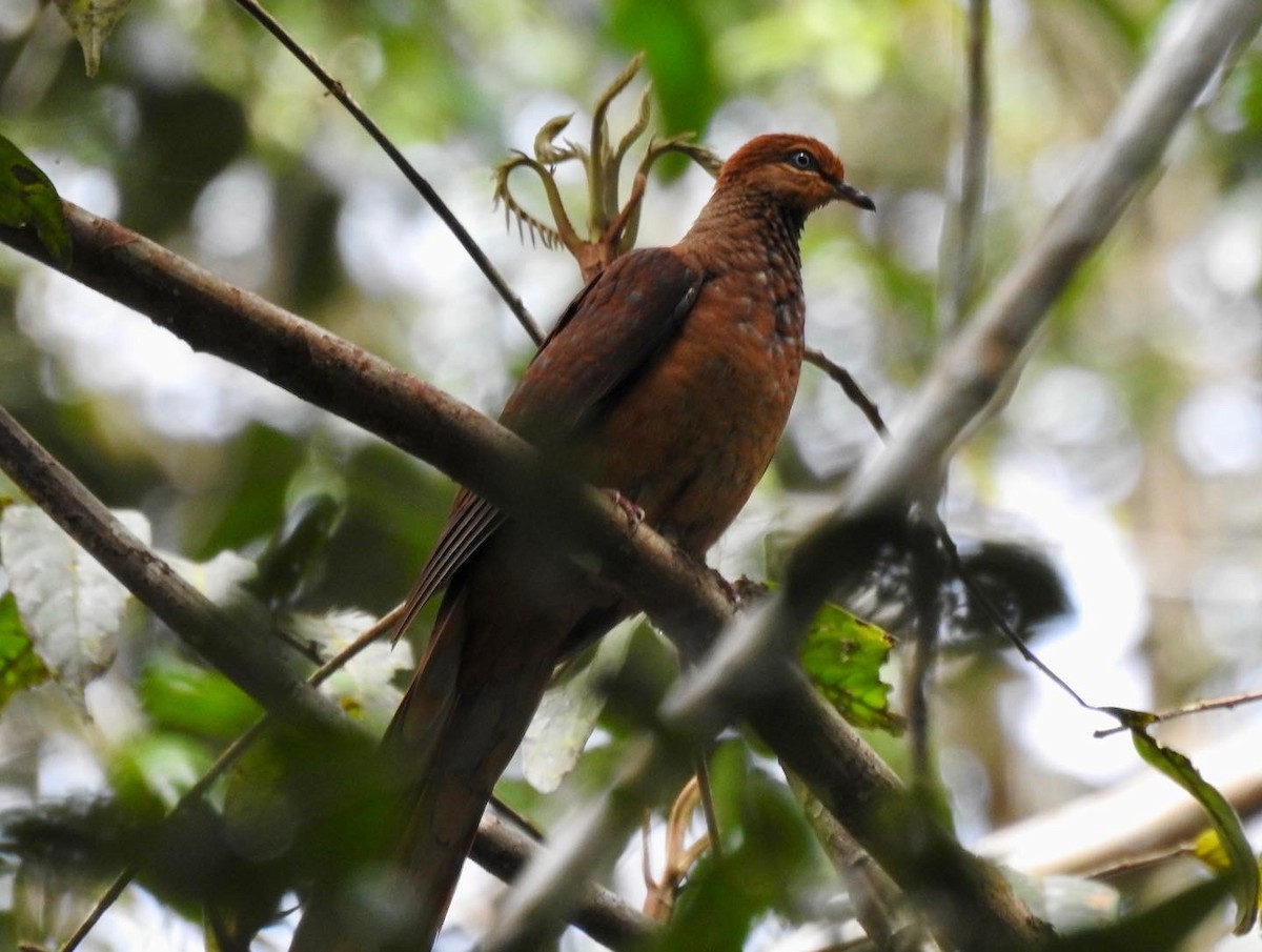 eBird Checklist - 23 Aug 2022 - Varirata National Park - 58 species