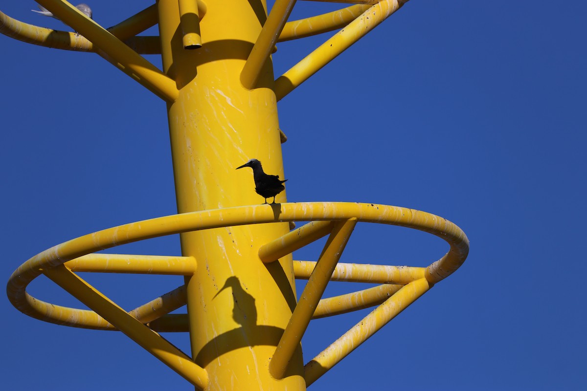 eBird Taiwan Checklist - 22 Aug 2022 - TW (22.544, 120.289) - 6 species