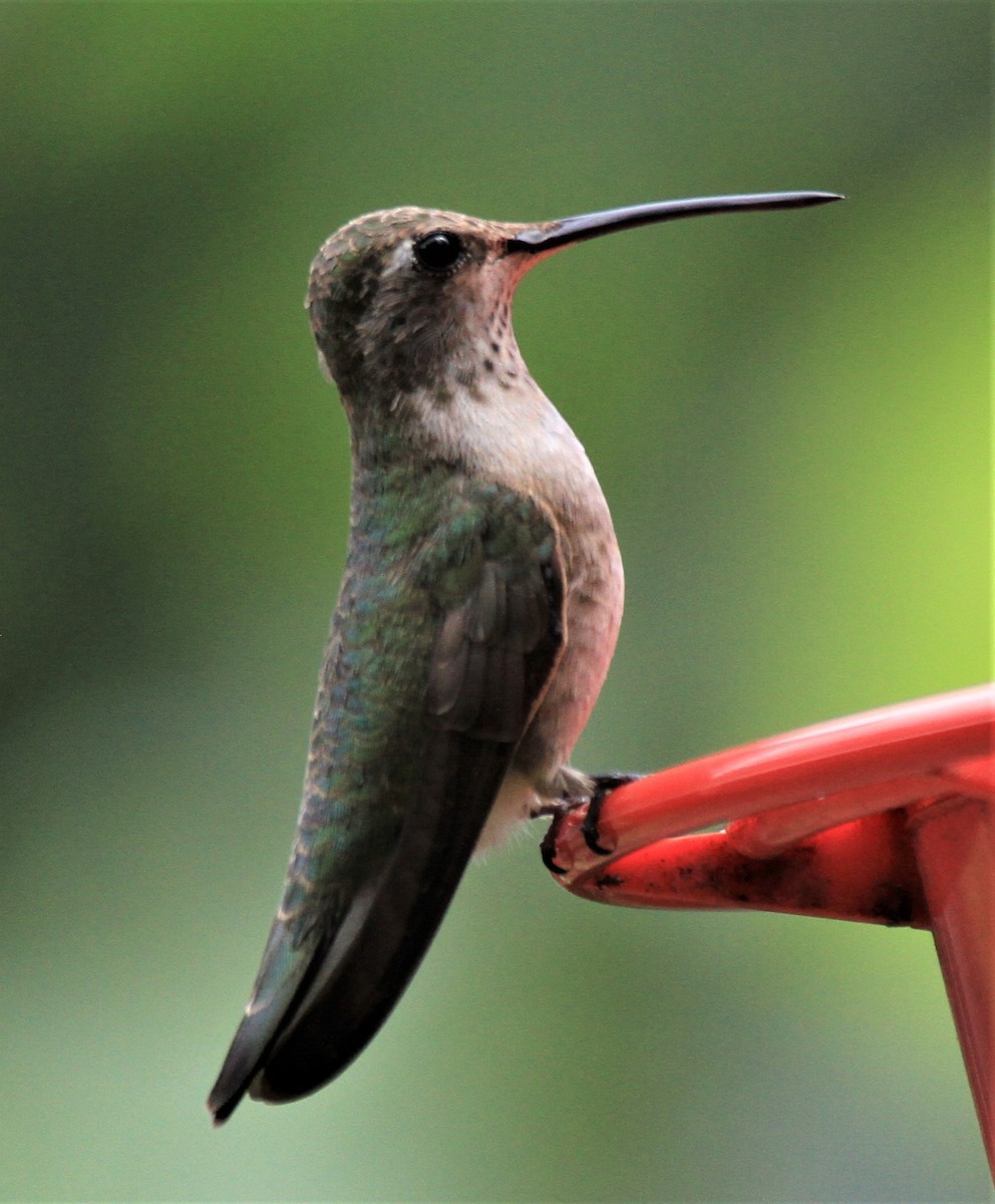 eBird Checklist - 22 Aug 2022 - 1. Mule Pass Yard - 8 species (+1 other ...