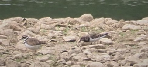 eBird Checklist - 23 Aug 2022 - Walborn Reservoir--South of German ...