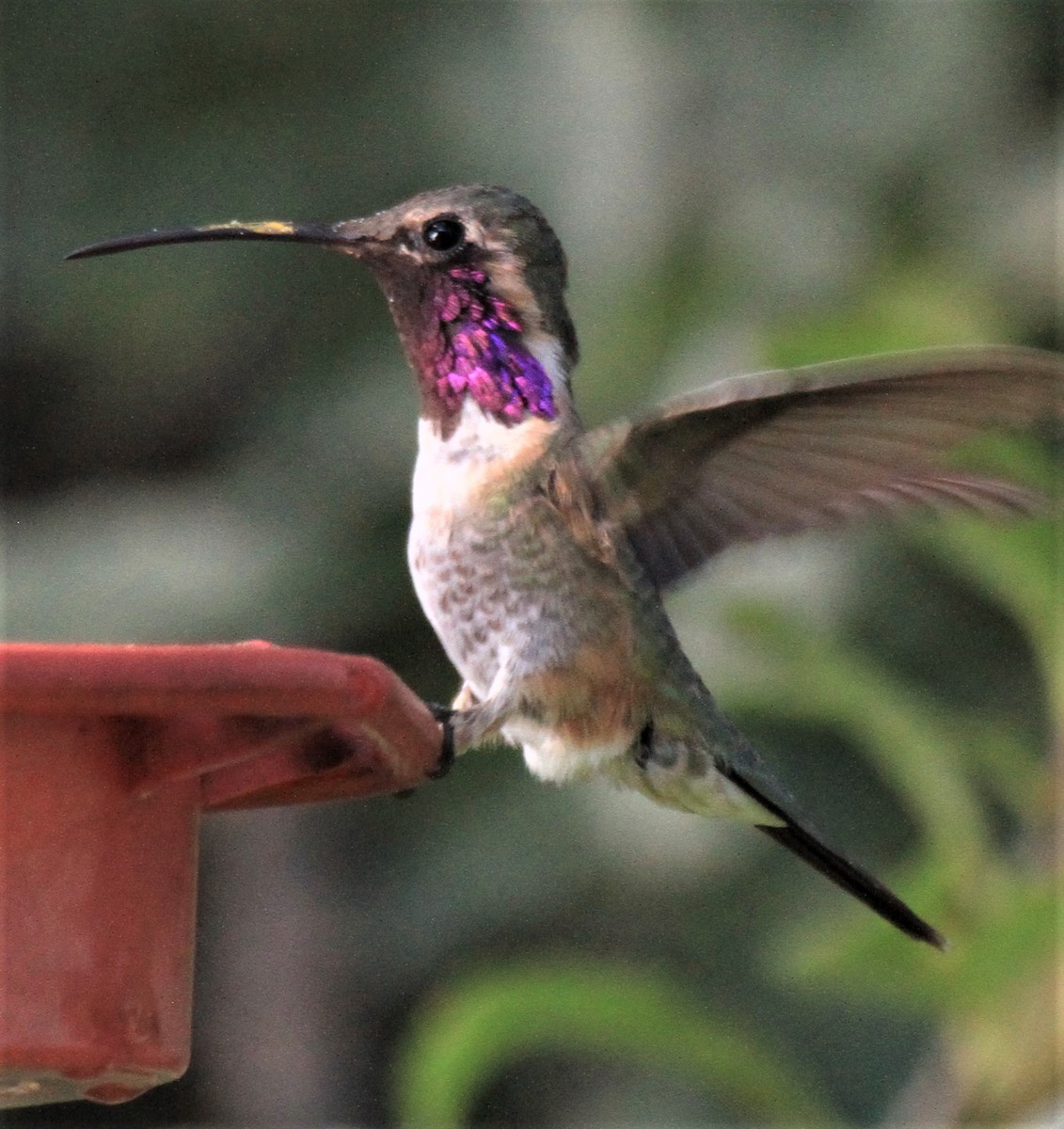 eBird Checklist - 23 Aug 2022 - 1. Mule Pass Yard - 30 species (+1 ...