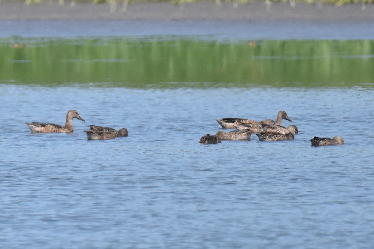 eBird Checklist - 22 Aug 2022 - Lake Calumet area--Big Marsh/Park #564 ...