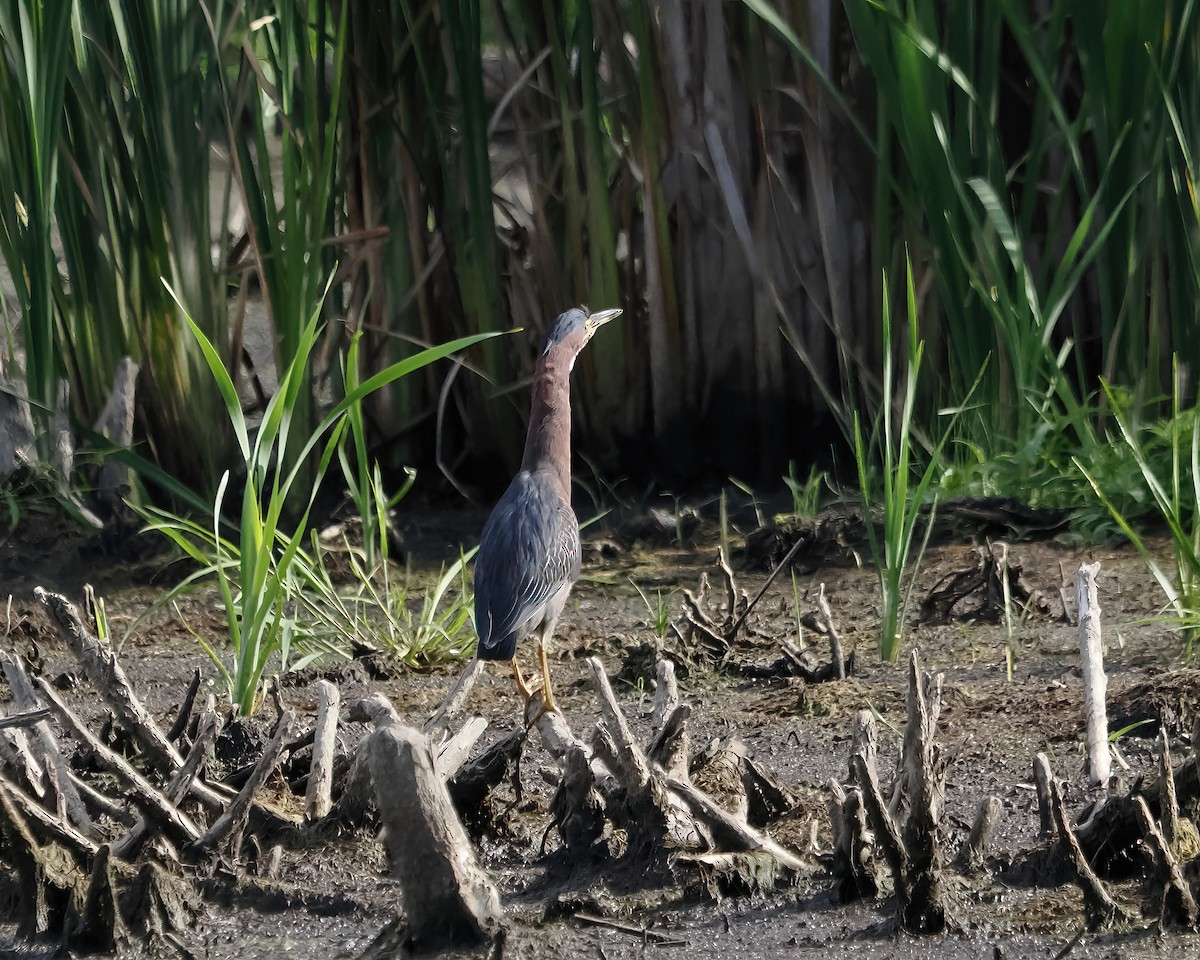 Mass Audubon eBird Checklist - 23 Aug 2022 - Wallace Rd. Marsh ...
