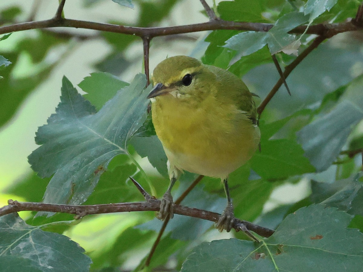 eBird Checklist - 23 Aug 2022 - Swanson Yard - 18 species