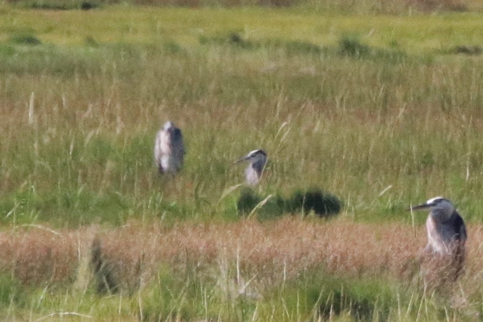 eBird Checklist - 22 Aug 2022 - Prince Edward Island NP--Covehead Bay ...