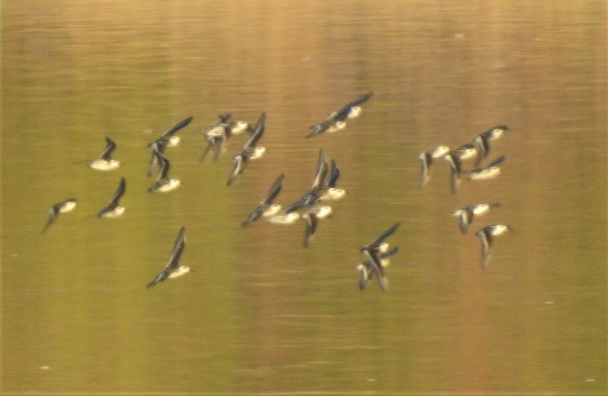 eBird Checklist - 23 Aug 2022 - Frank G. Bonelli RP/Puddingstone ...