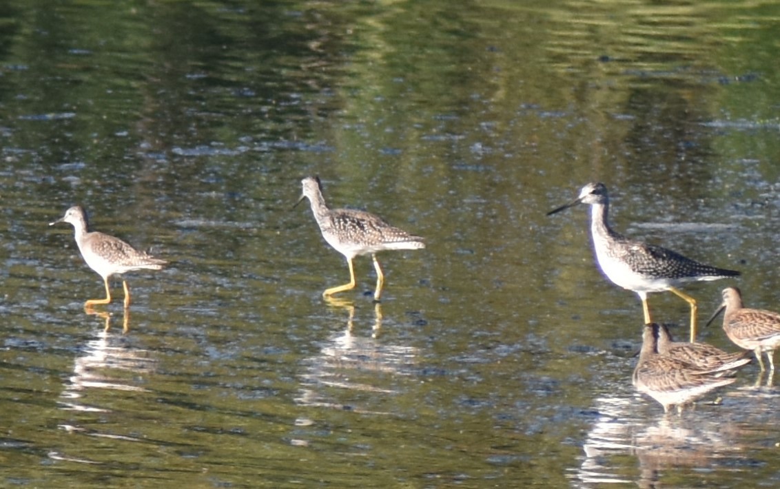 eBird Checklist - 22 Aug 2022 - Channel Drive - 13 species