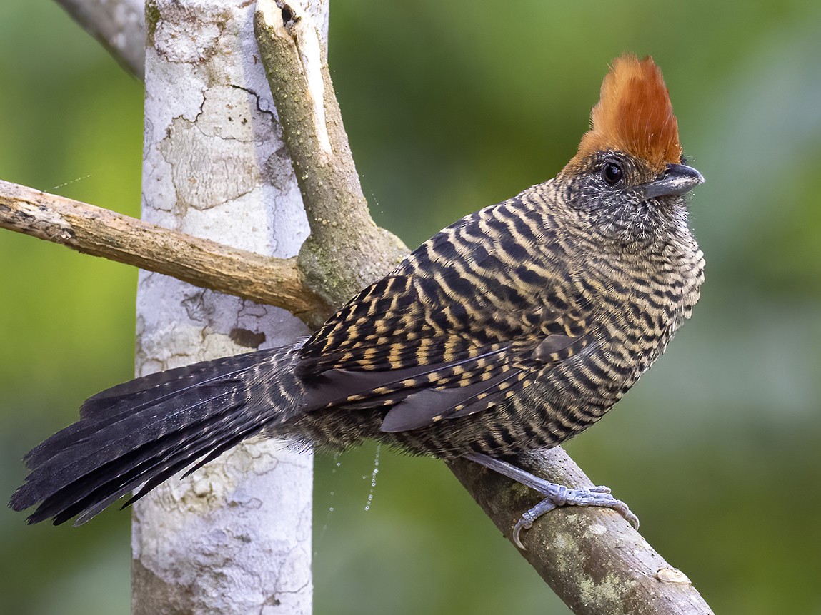 Batará Copetón - eBird