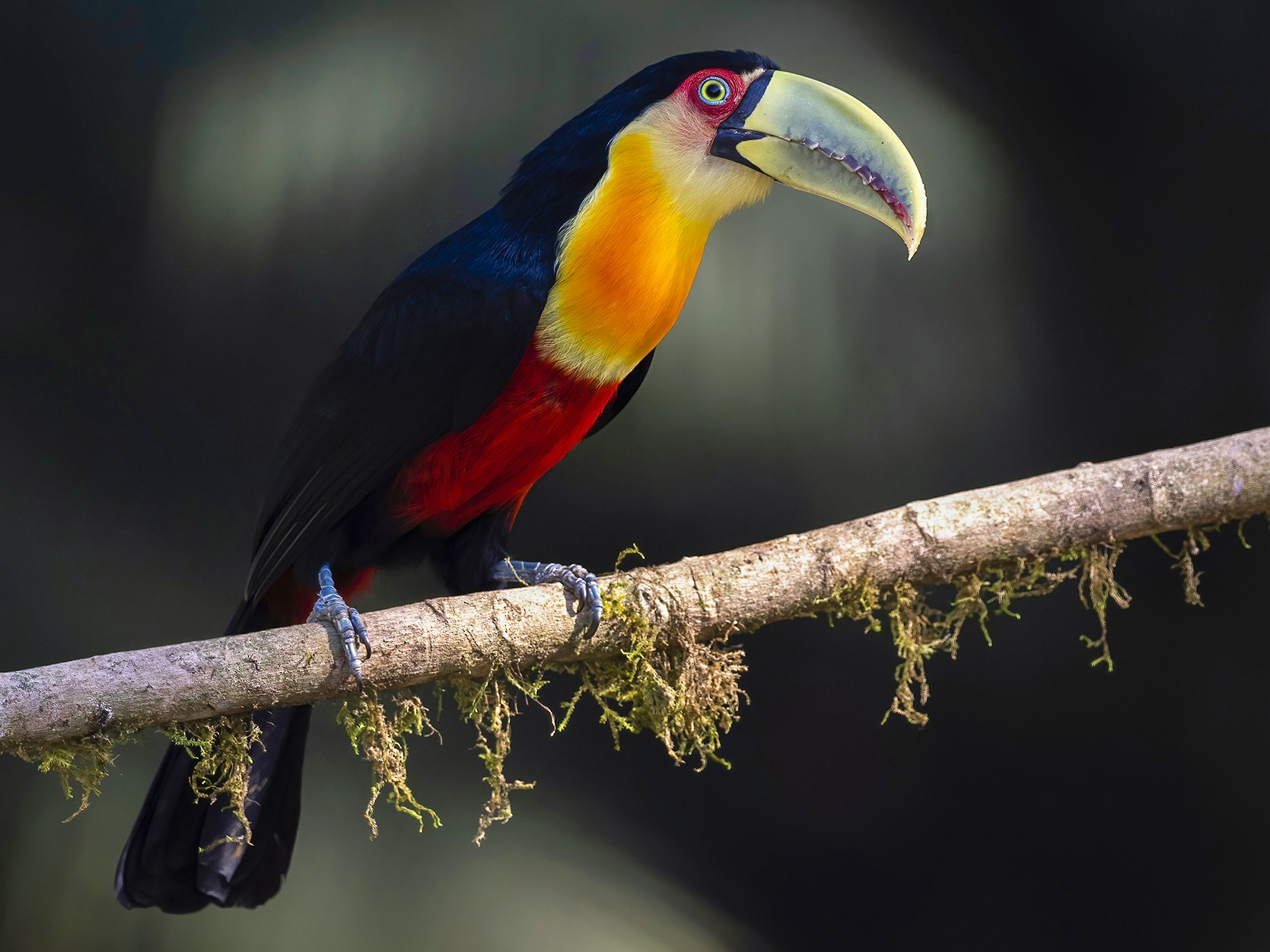 Red Billed Toucan