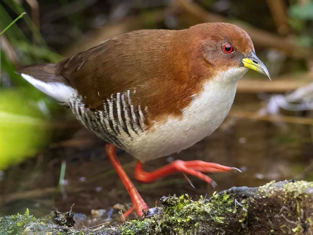 Red-and-white Crake - eBird