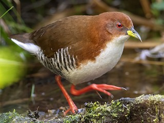 Red-and-white Crake - eBird