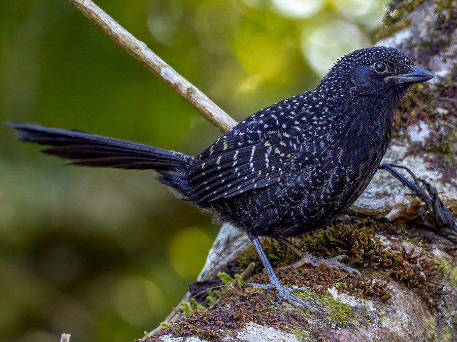 Batará Pintado - eBird