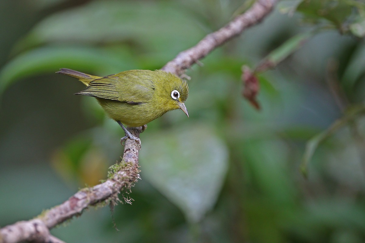 Meratus White-eye - Zosterops meratusensis - Birds of the World