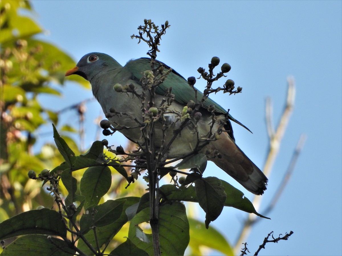 eBird Malaysia Checklist - 24 Aug 2022 - Taman Botani Negara Shah Alam - 28 species