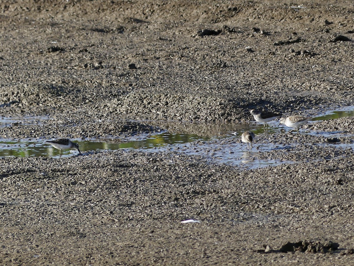 eBird Checklist - 24 Aug 2022 - KY S. Baker Store Road (CR1321) slough ...