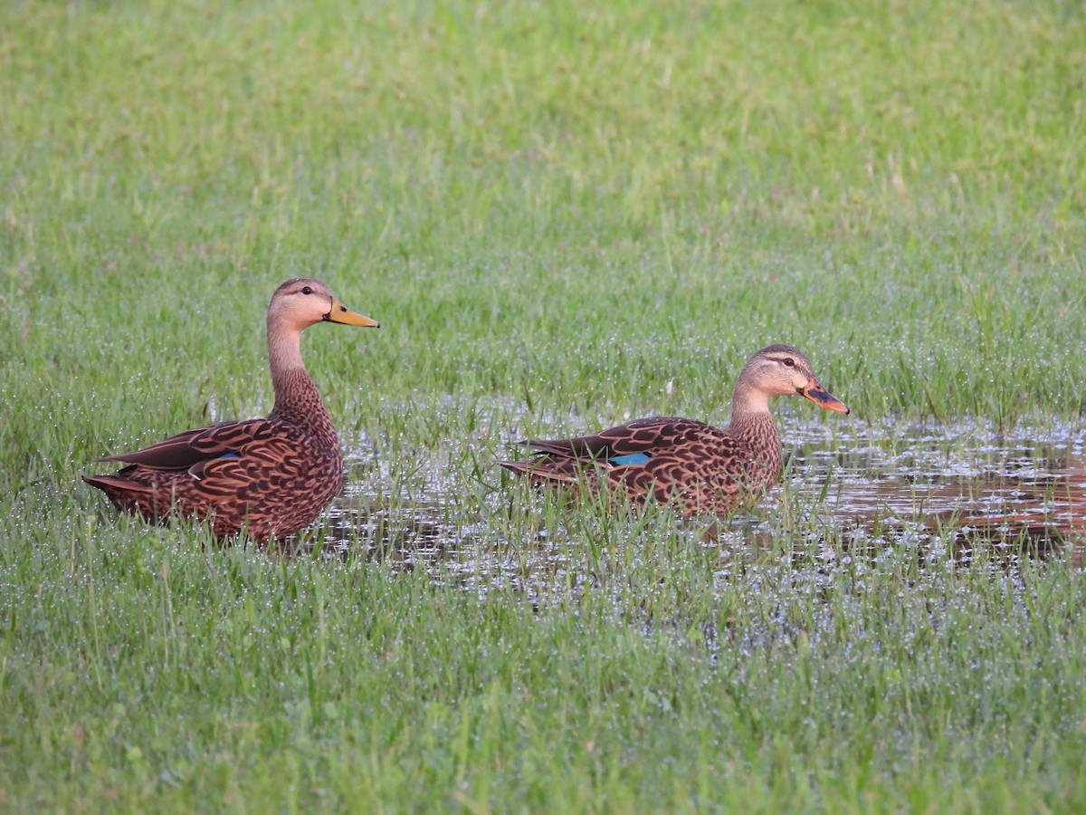 eBird Checklist - 24 Aug 2022 - Holiday Recreation Complex - 40 species