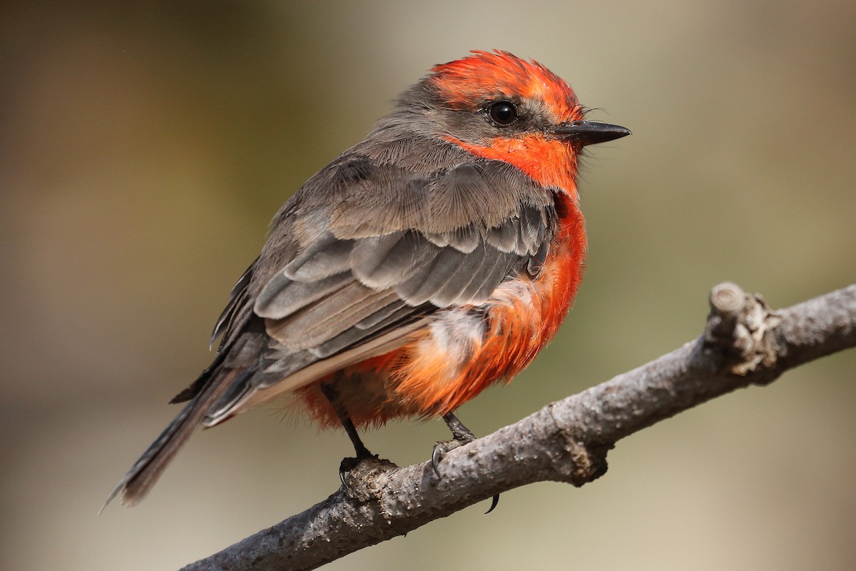 ML477970511 - Vermilion Flycatcher - Macaulay Library