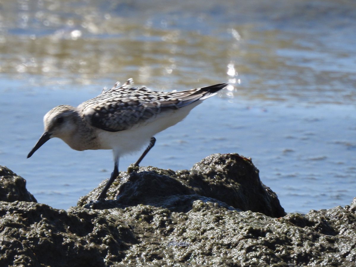 eBird Checklist - 24 Aug 2022 - Port Hope--A.K.Sculthorp Memorial ...