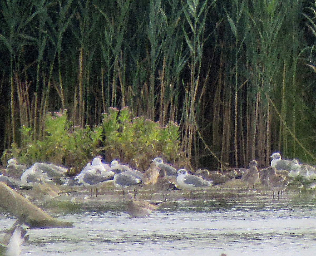 New Jersey eBird Checklist - 21 Aug 2022 - Sayreville Marsh (Washington ...