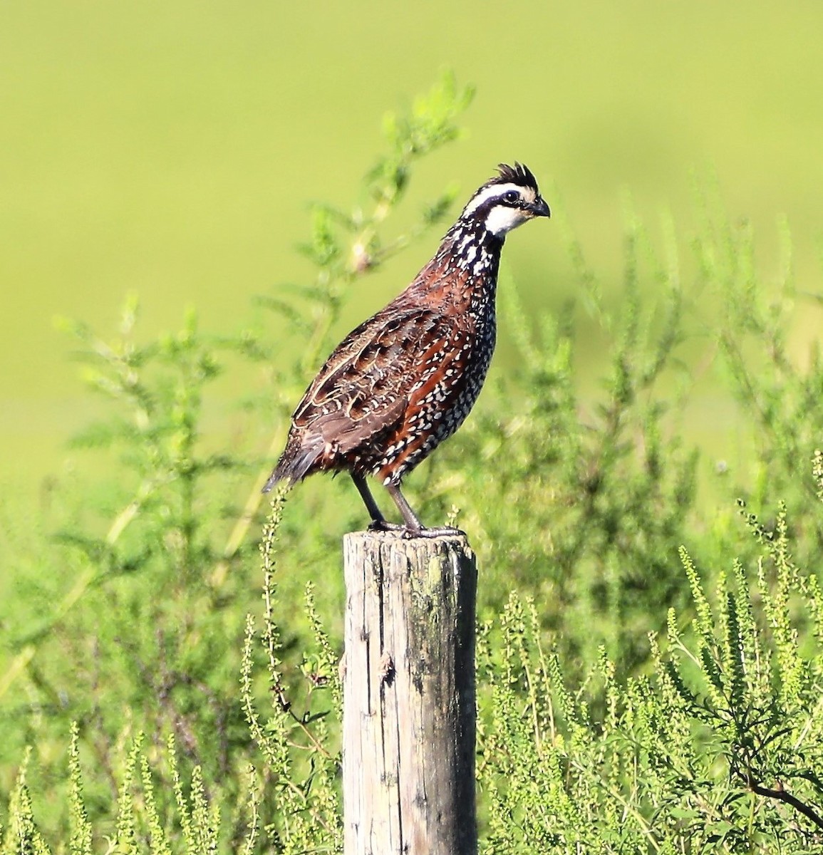 eBird Checklist - 24 Aug 2022 - Joe Overstreet Rd. and Landing - 39 species