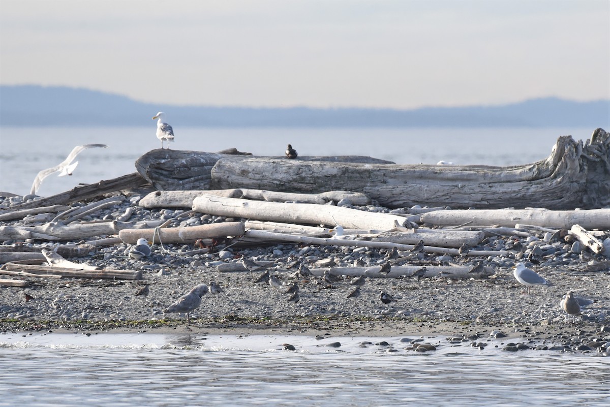 eBird Checklist - 13 Aug 2022 - Minor Island - 15 species (+1 other taxa)