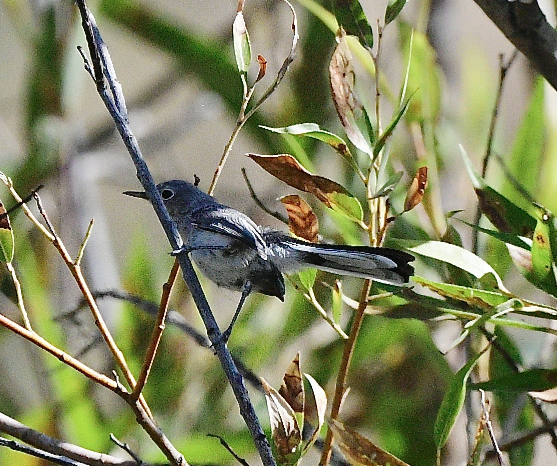 eBird Checklist - 24 Aug 2022 - Avimor--Spring Valley Creek Trail - 24 ...