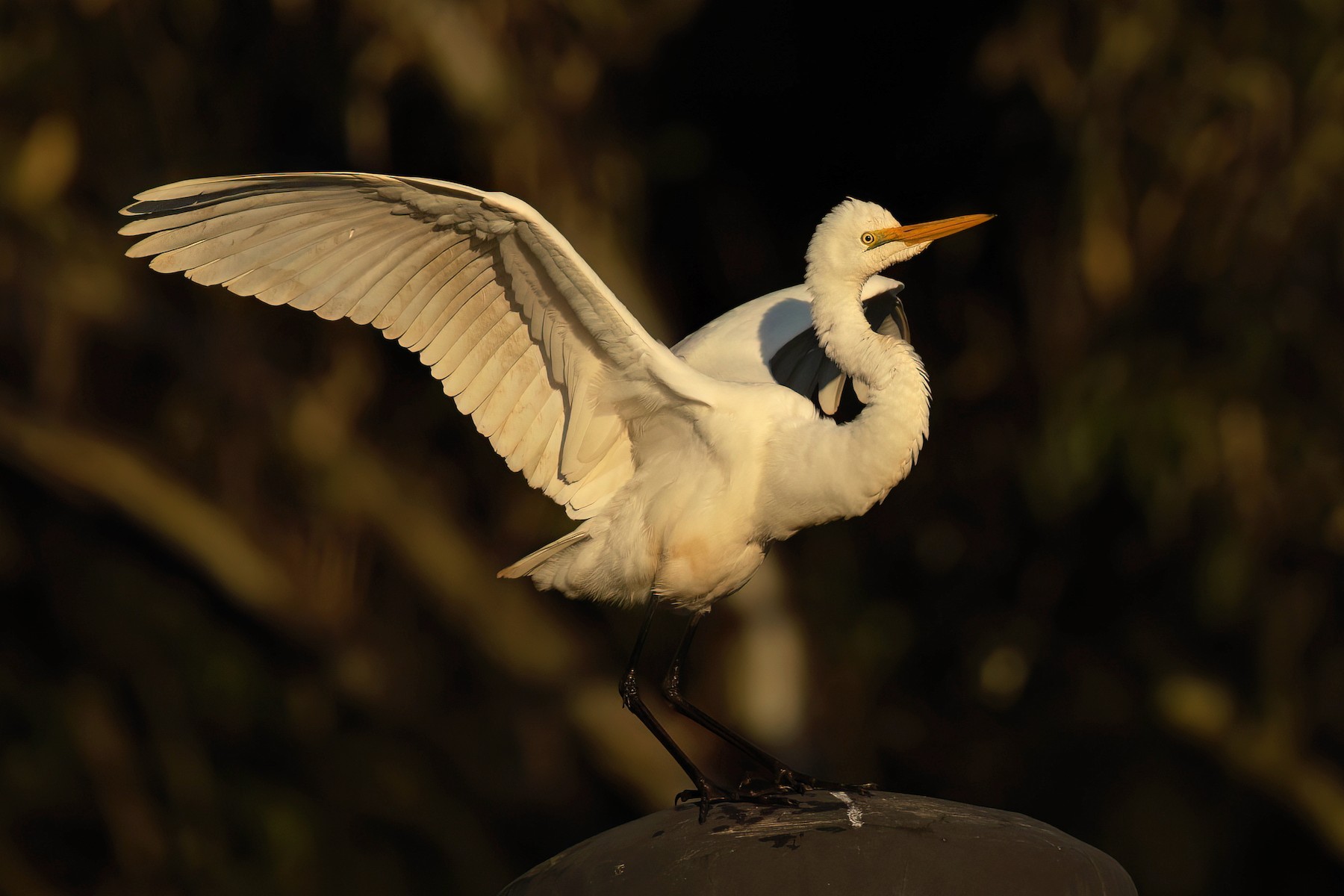 Intermediate Egret (Plumed) - eBird