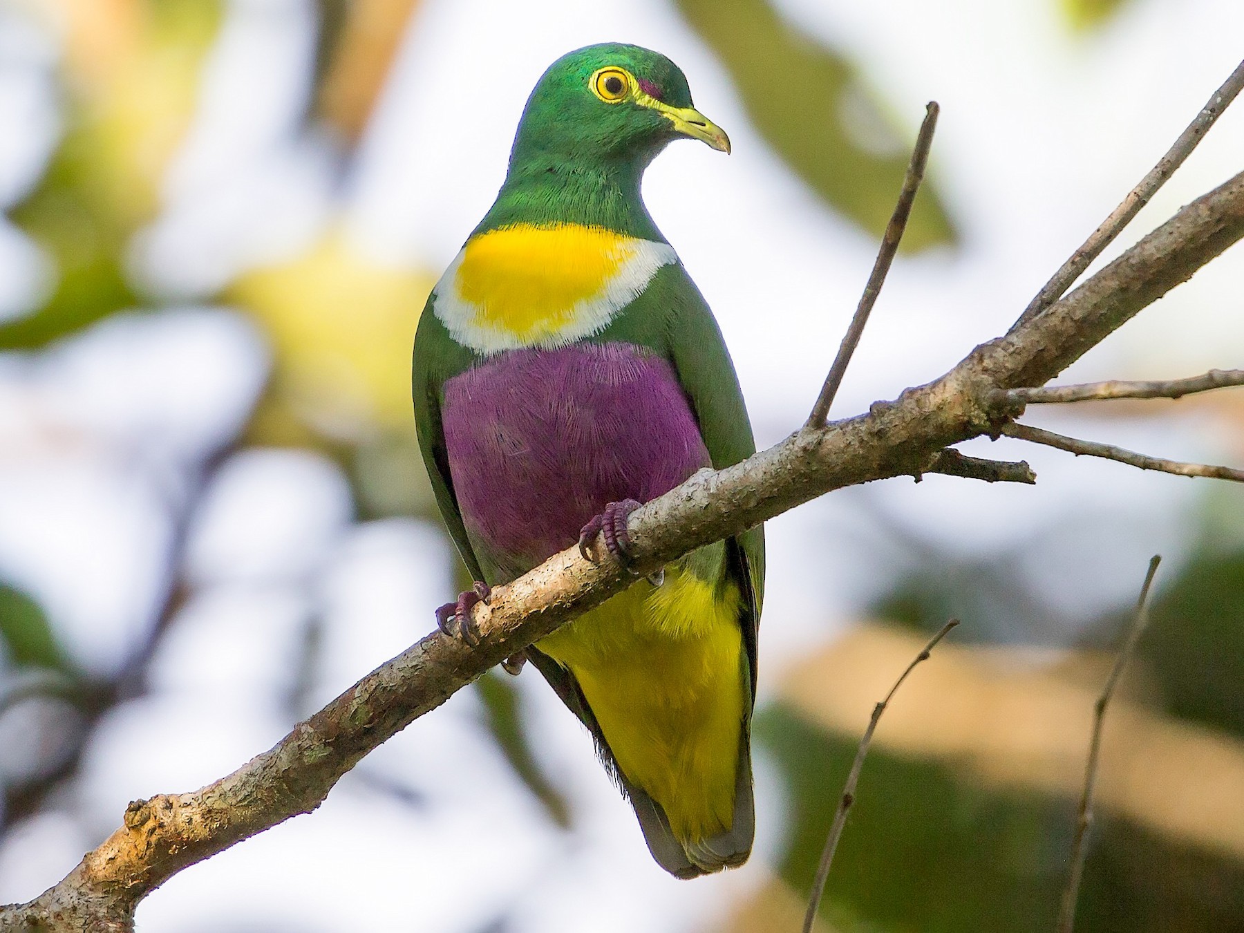 Geelvink Fruit-Dove - eBird