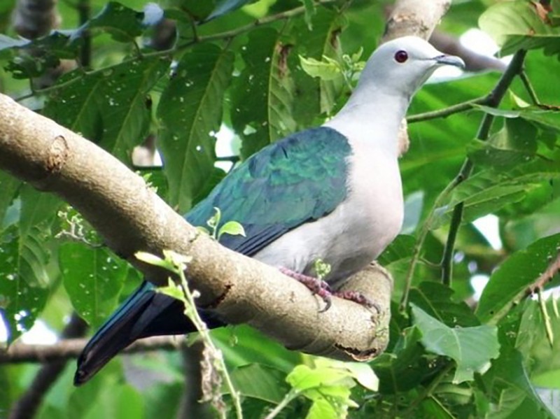 Enggano Imperial-Pigeon - eBird