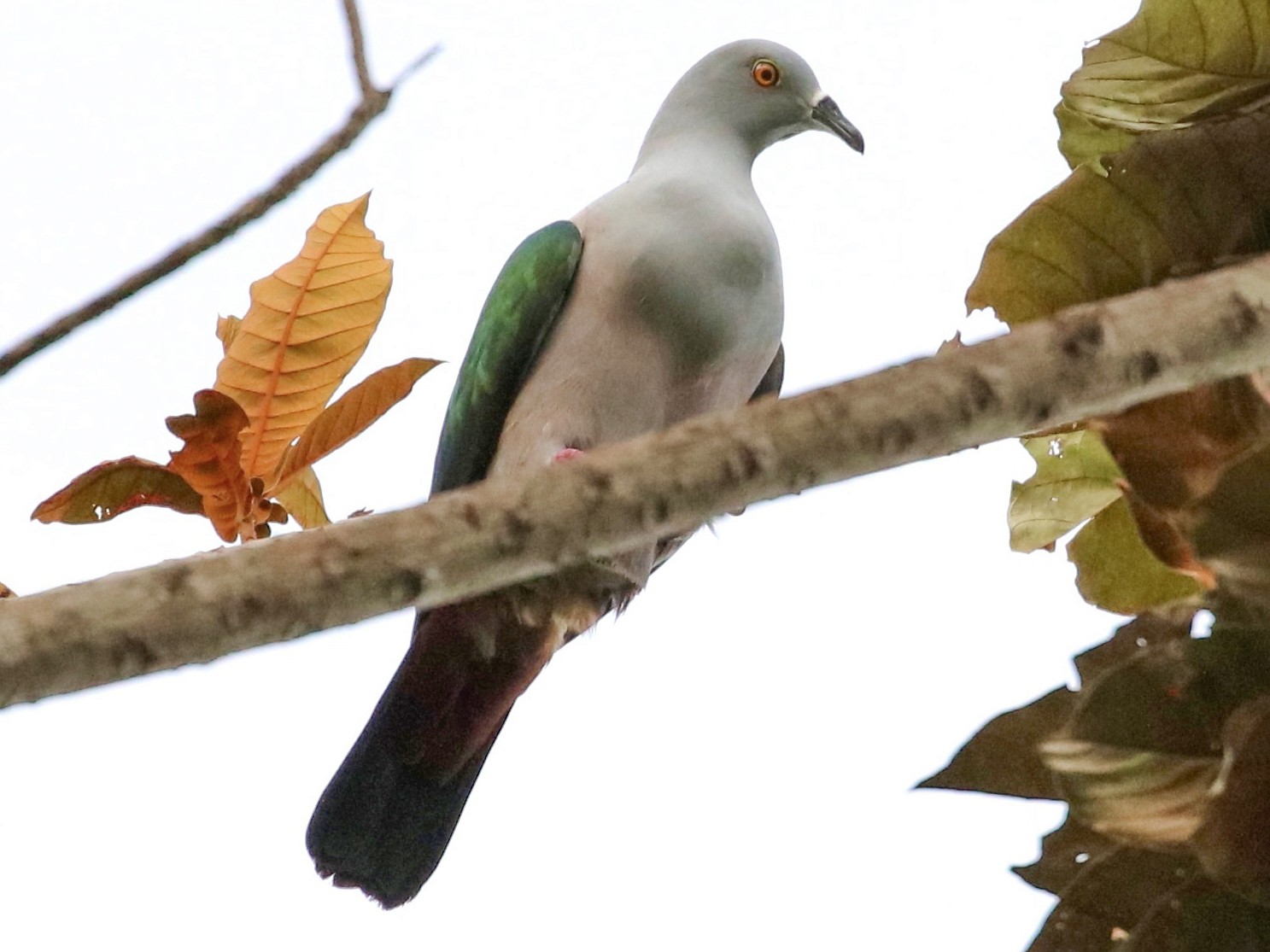 Geelvink Imperial Pigeon - eBird