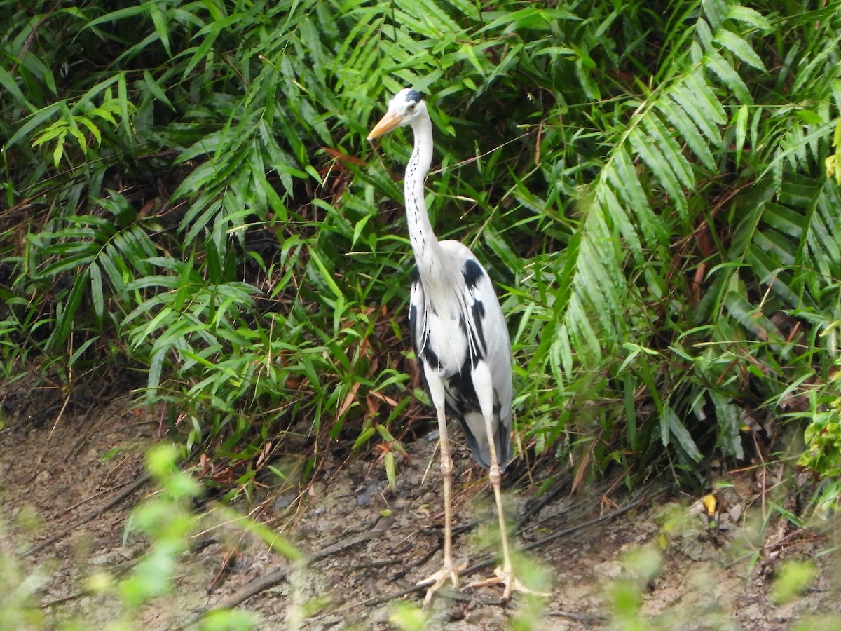 eBird Checklist - 21 Aug 2022 - Kuala Selangor Nature Park - 33 species ...