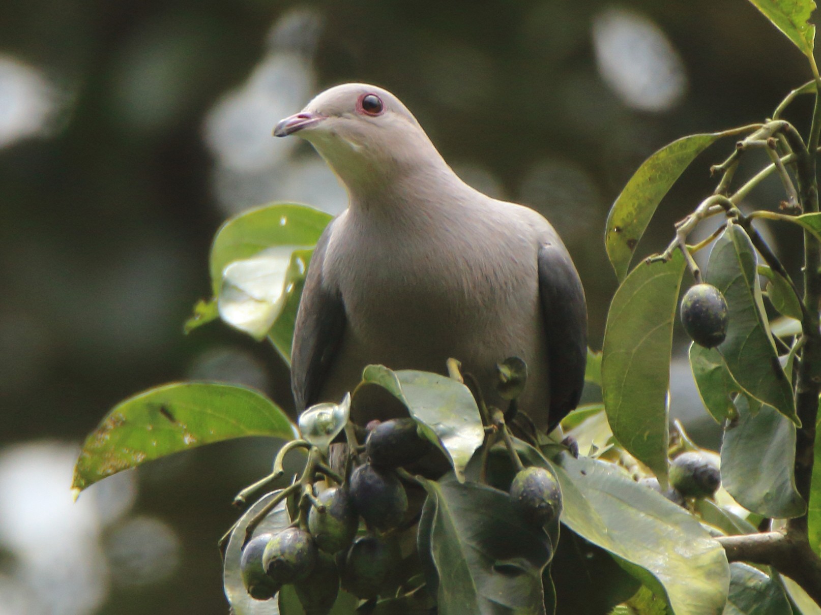 Malabar Imperial-Pigeon - eBird