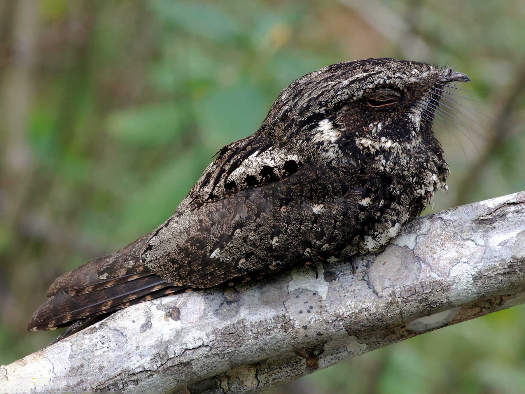 Cuban Nightjar - eBird