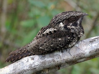 Cuban Nightjar - eBird