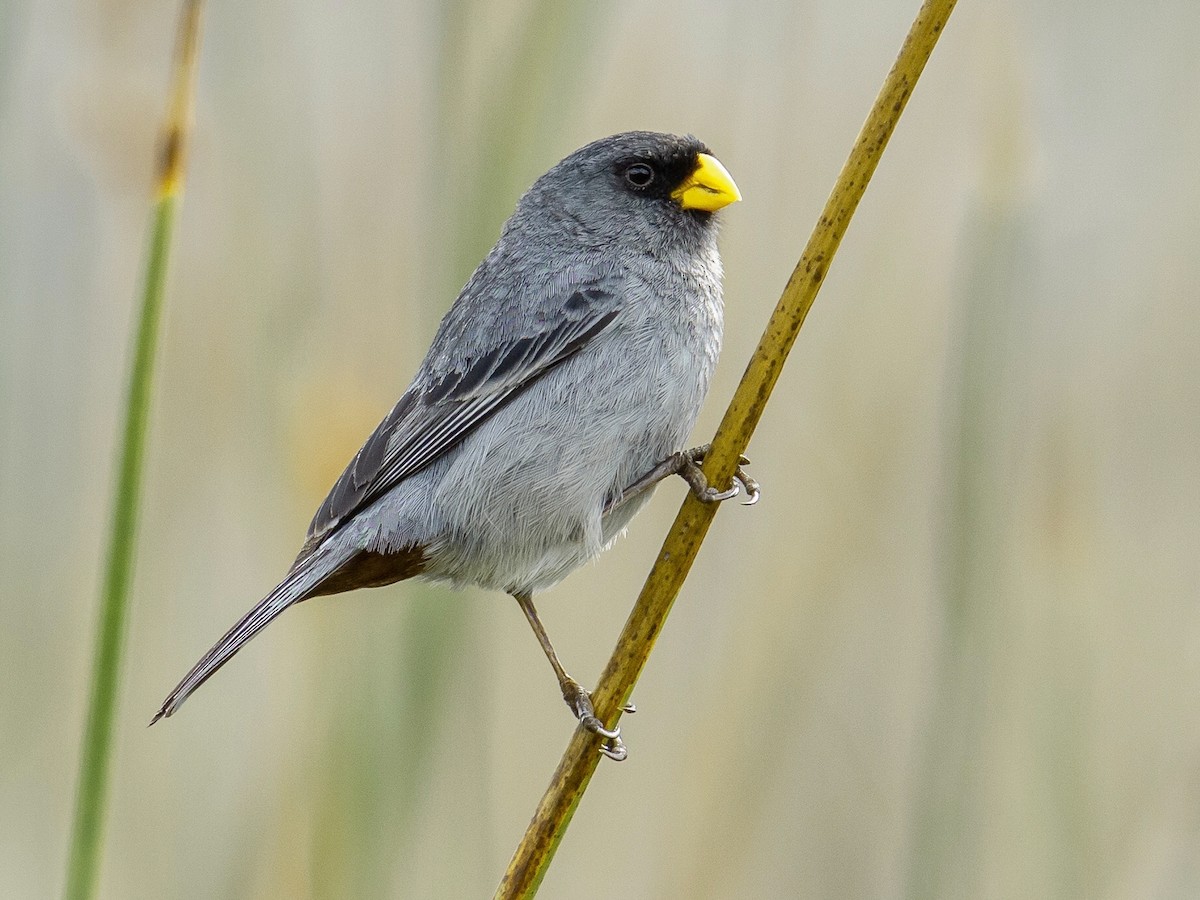 Band-tailed Seedeater - Catamenia analis - Birds of the World