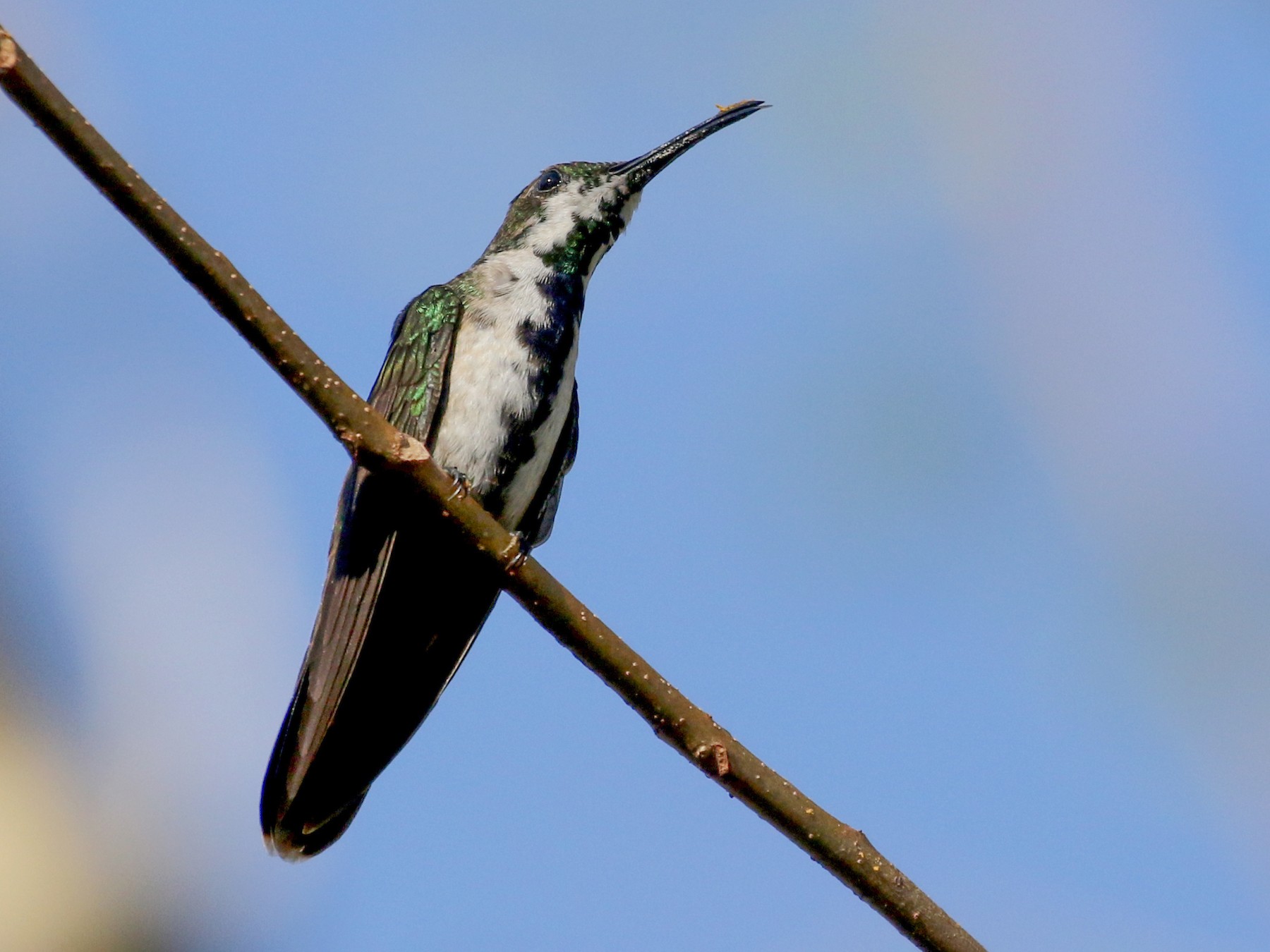 Hispaniolan Mango - eBird