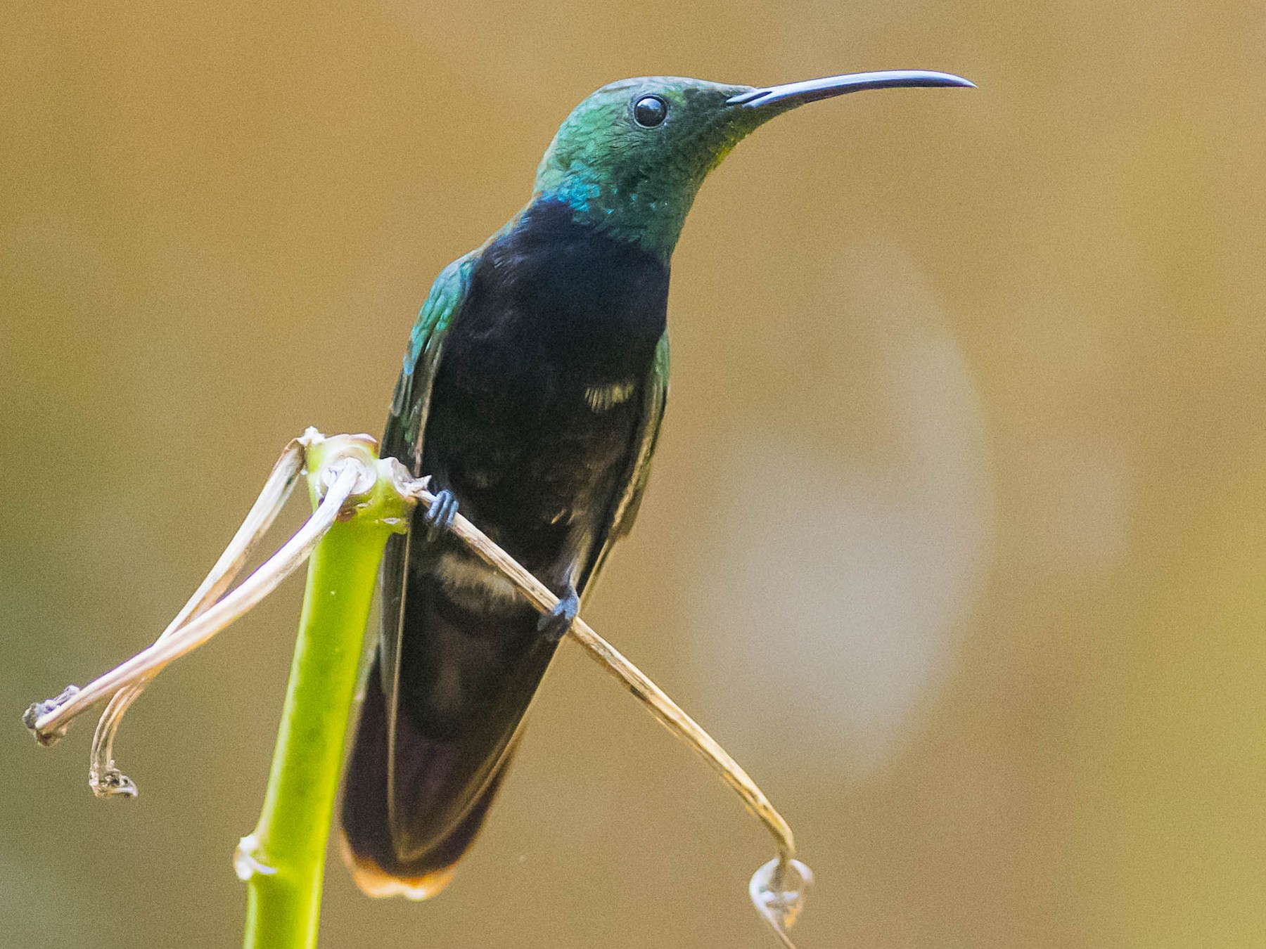 Mango Dominicano (dominicus) - eBird