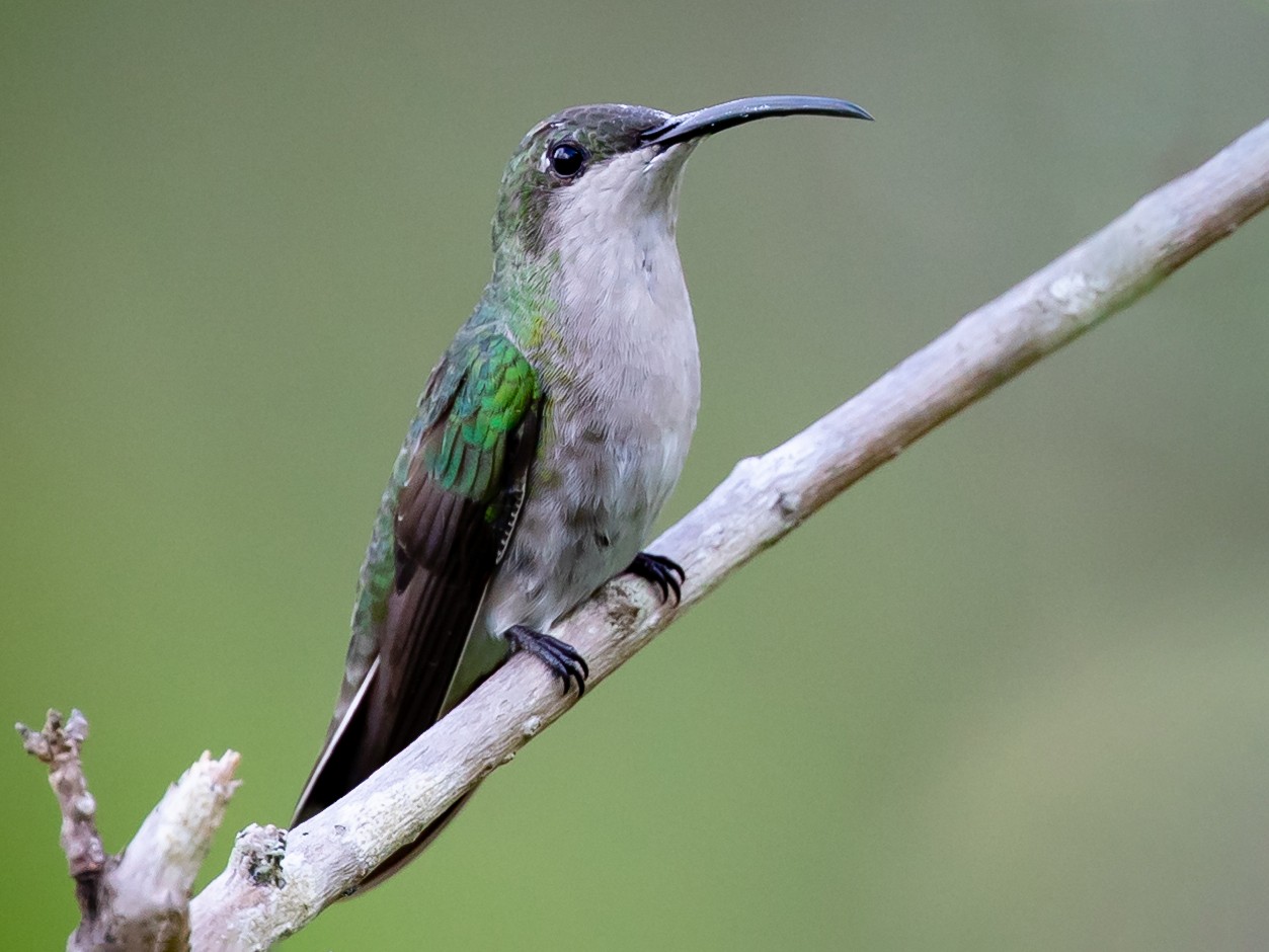 Puerto Rican Mango - eBird