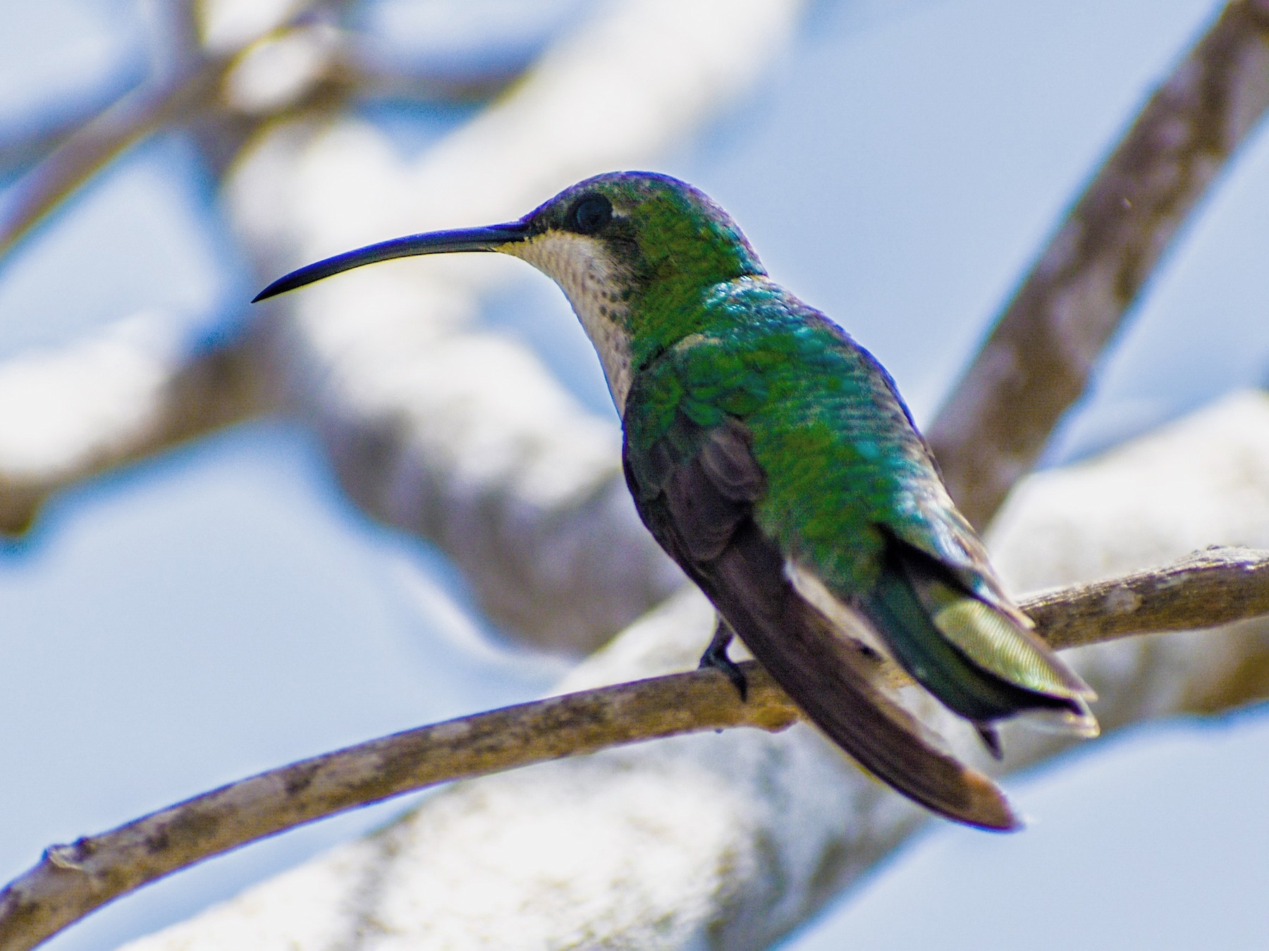 Puerto Rican Mango - eBird