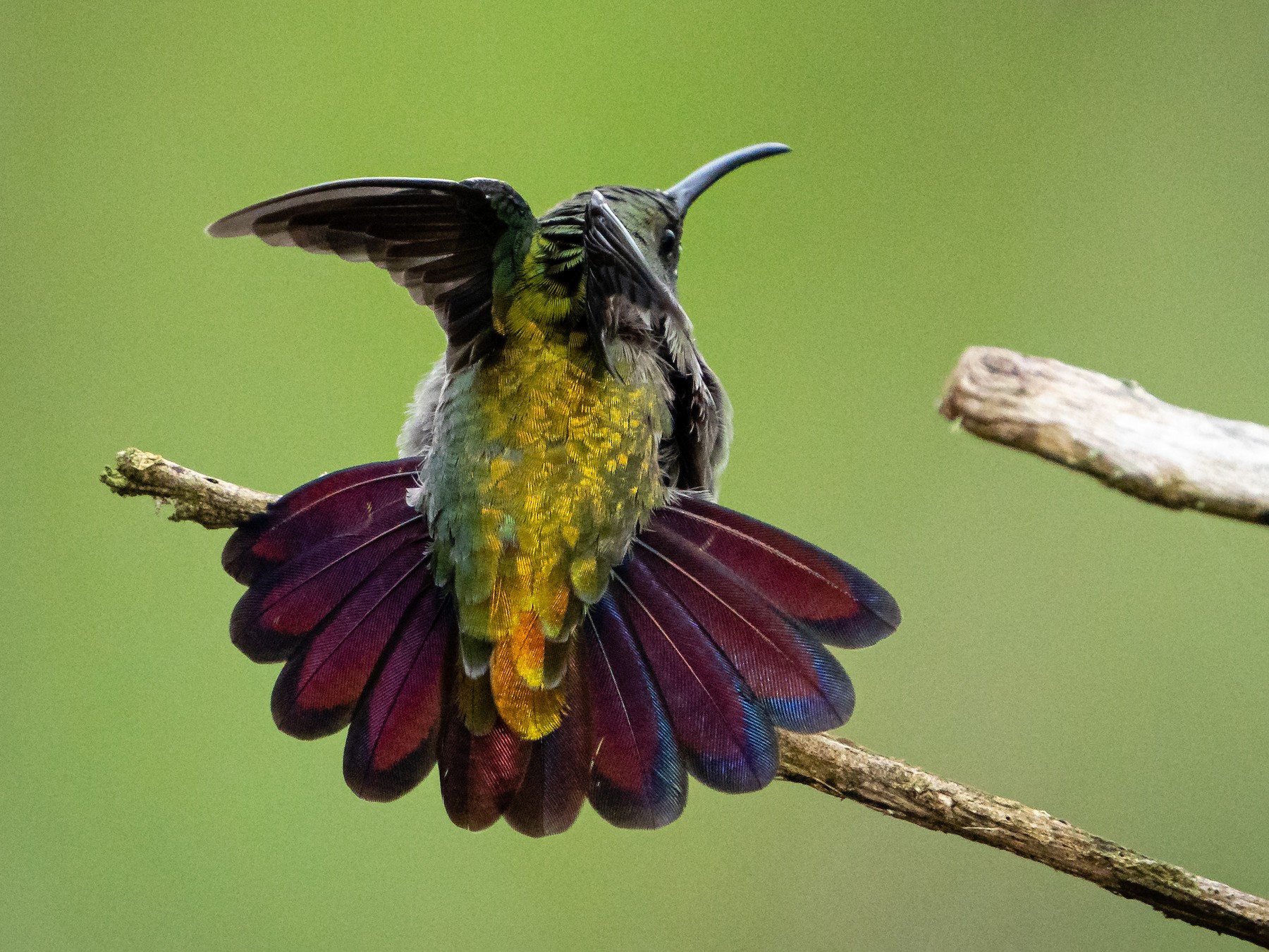 Puerto Rican Mango - eBird