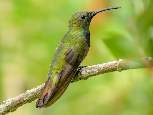 Green Mango Hummingbird