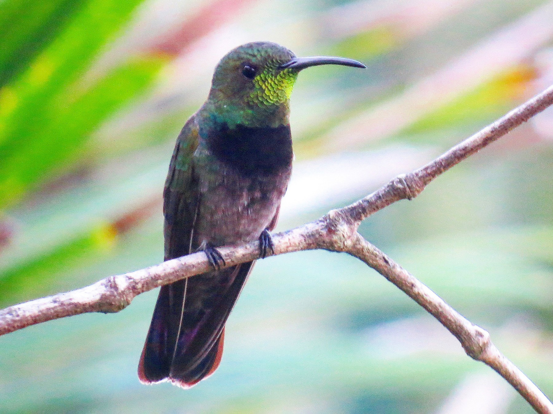 Puerto Rican Mango - eBird
