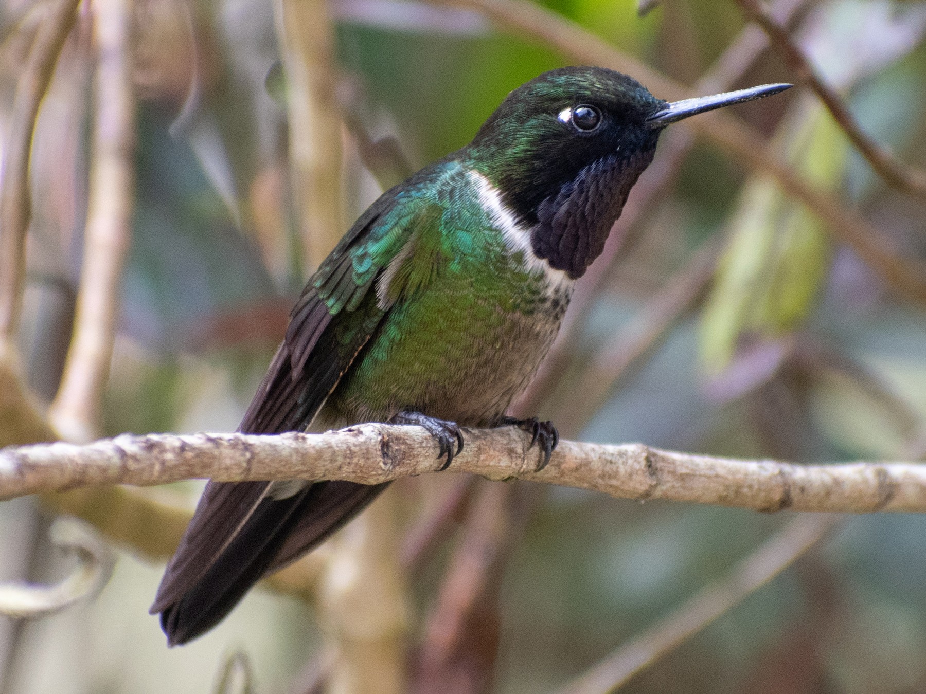 Longuemare's Sunangel - eBird
