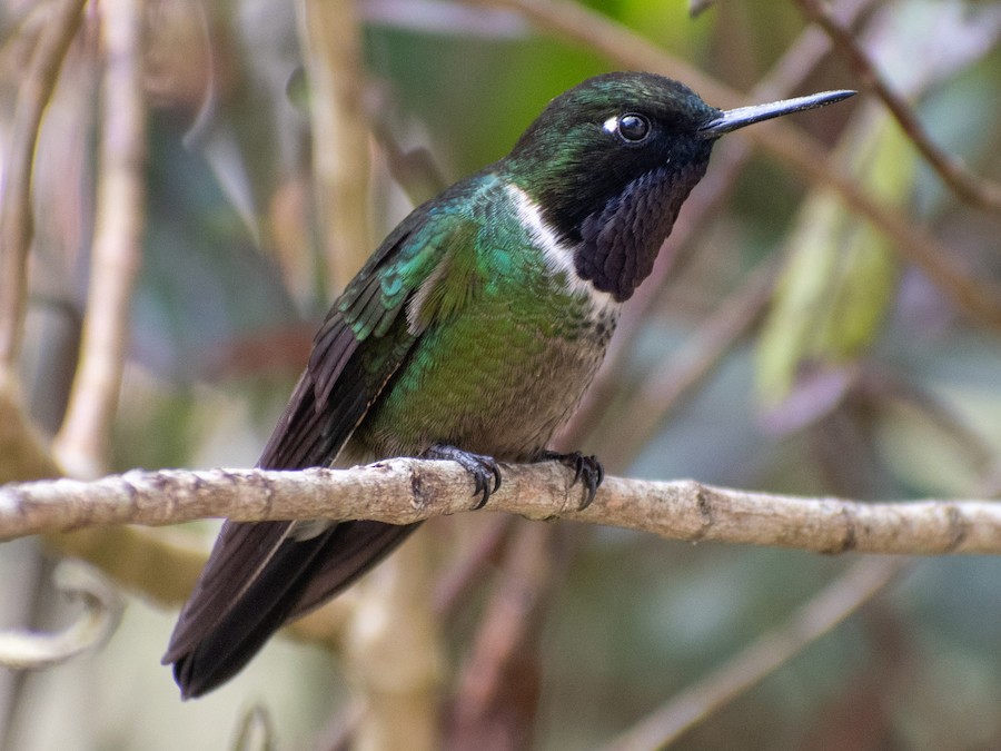 Ángel del Sol Amatista - eBird